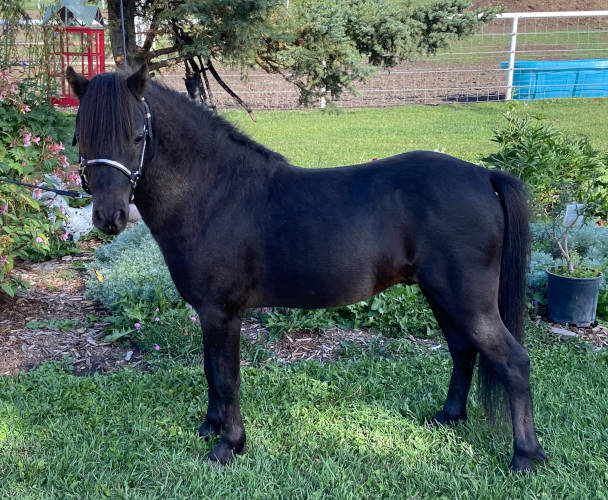 Hawkhill Miniature Horses - Award winning Miniature Stallions