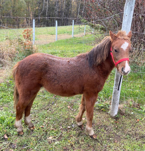 Hawkhill Miniature Horses - Award winning Miniature Stallions